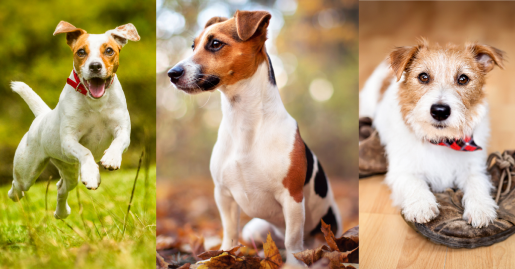 Blog - StrayDogs Training