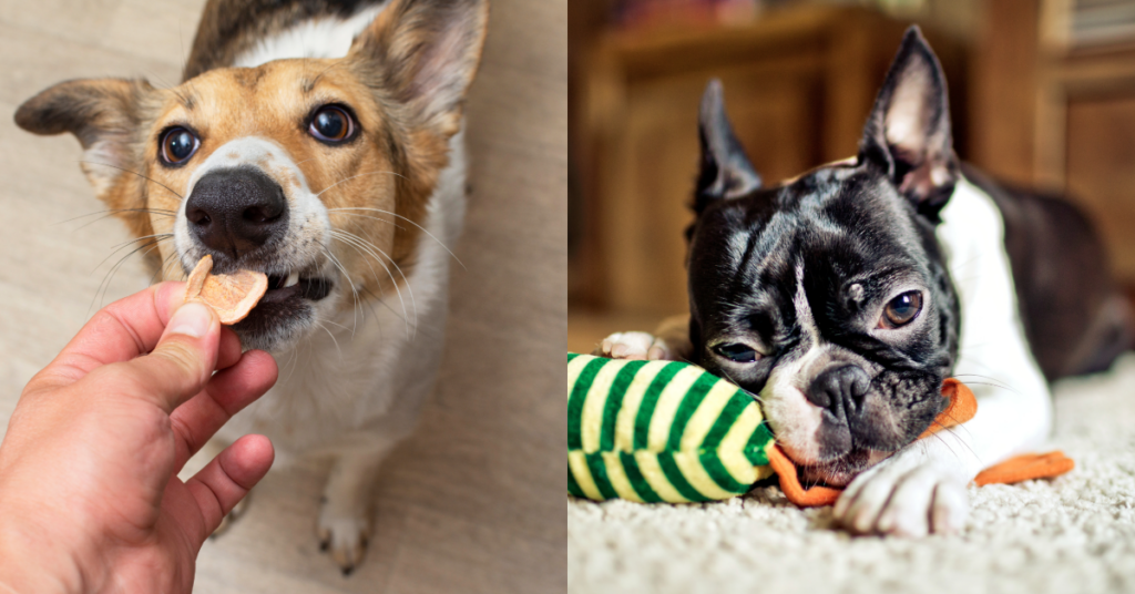 Blog - StrayDogs Training