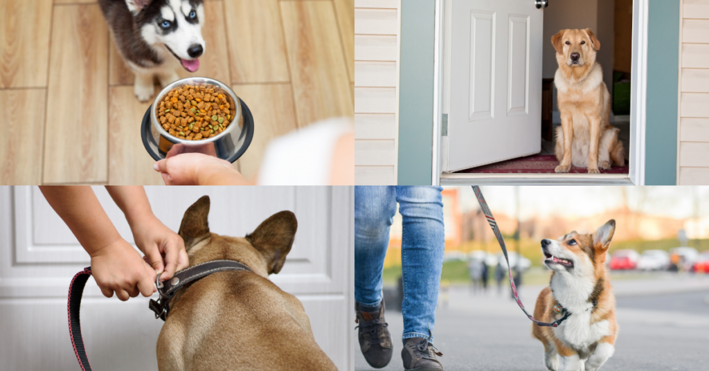 Making Every Moment Count: Integrating Dog Training into Your Daily ...