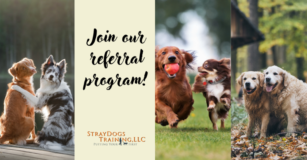 Unleash the Benefits: StrayDogs Training Launches Exciting Referral ...