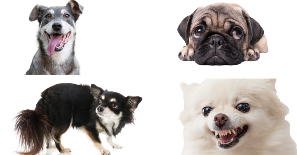 Understanding Canine Body Language | StrayDogs Training